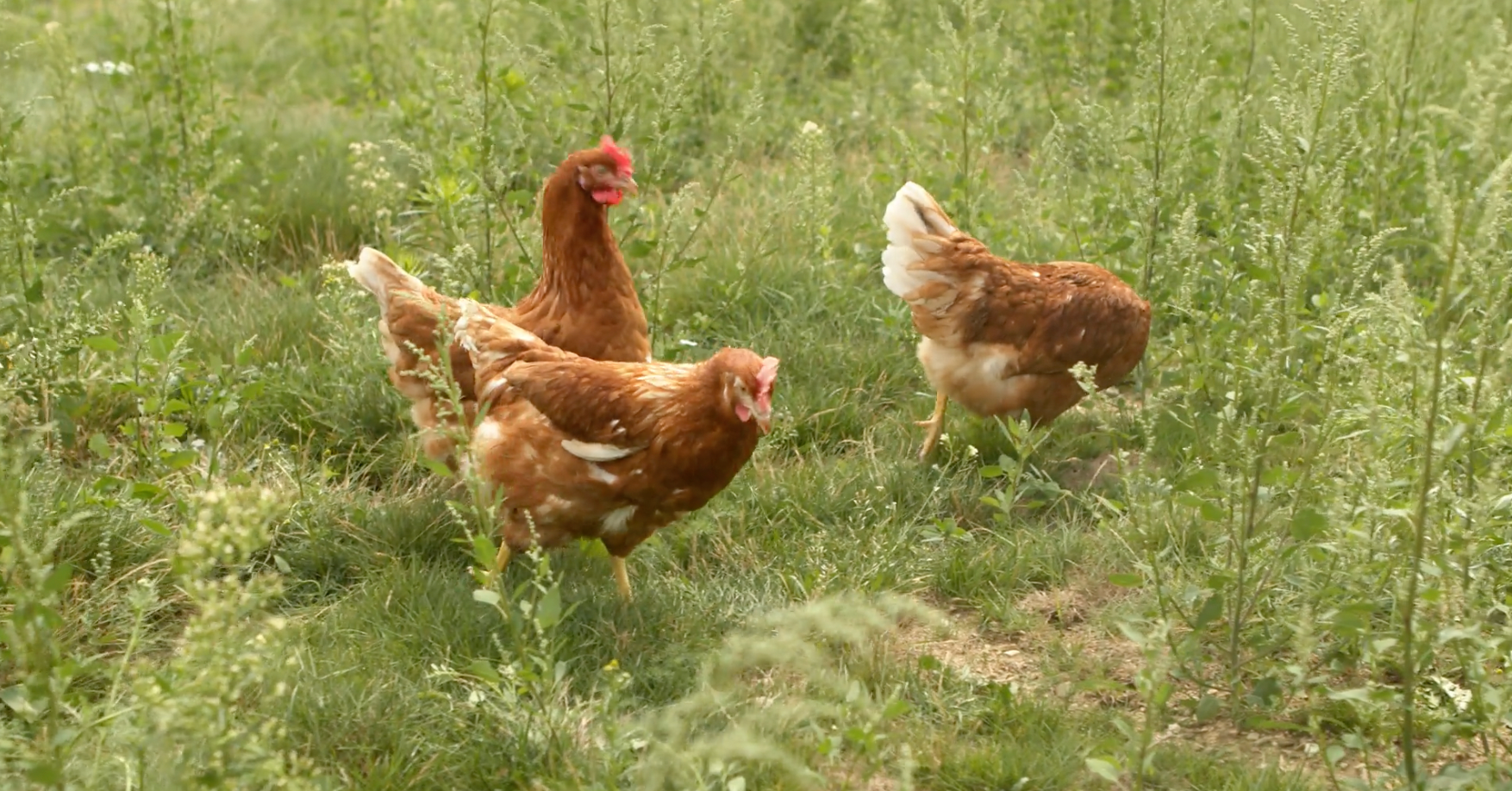 Exploring Chicken Choices in Australia: Certified Organic, Regenerativ ...