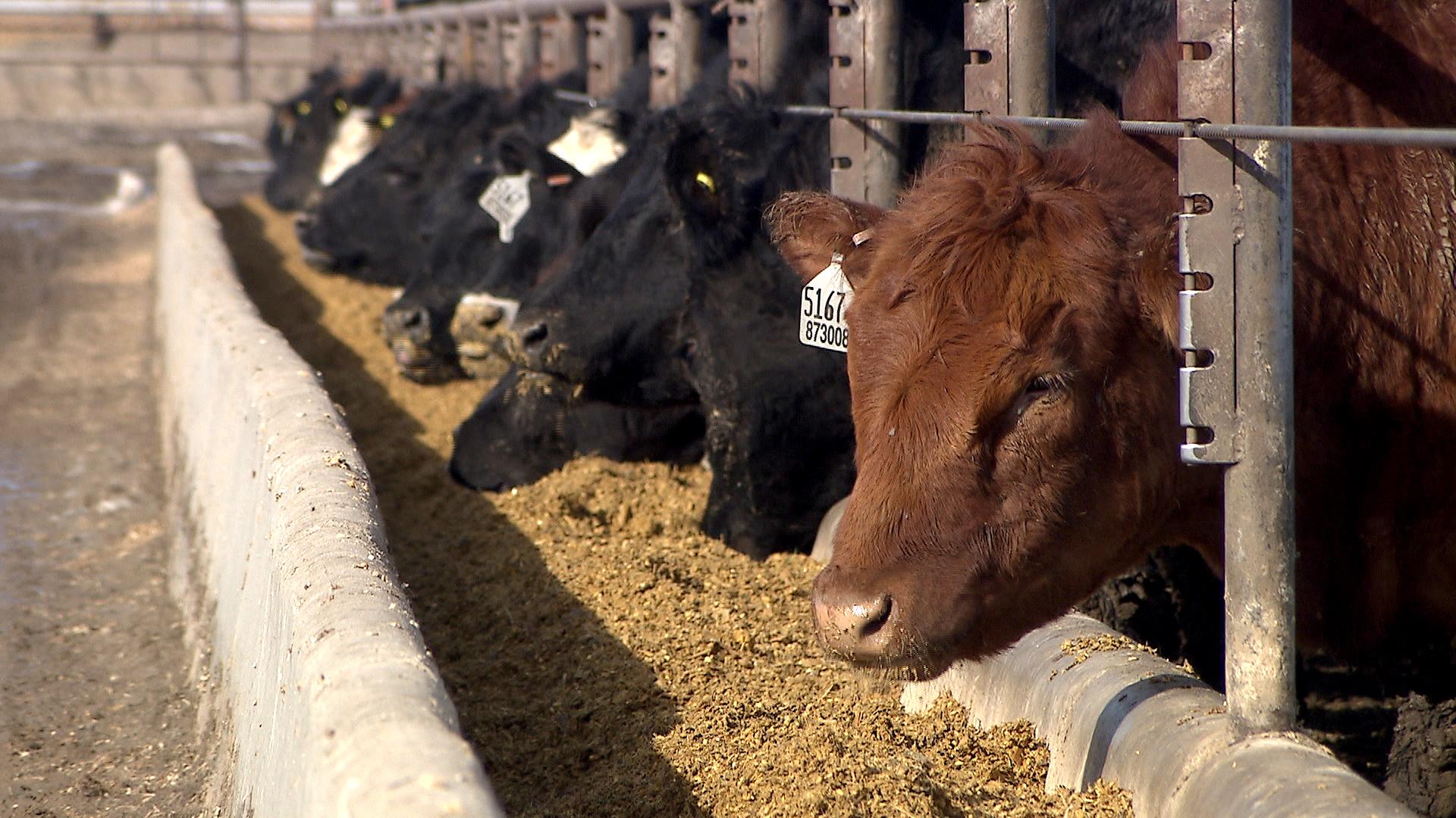 'Grass Finished' v's 'Feedlot Finished' cattle – The Good Farm Shop
